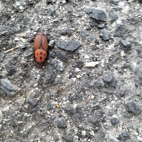 What Is The Species Of Bug Looks Like A Kissing Bug Or A Beetle To Me