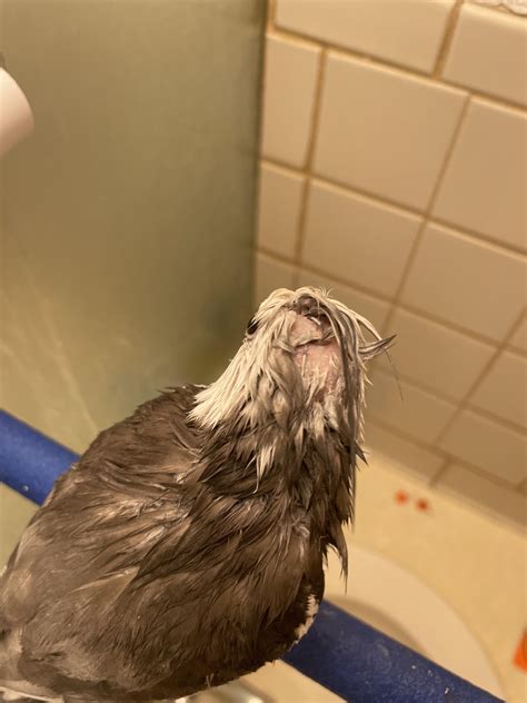 Bald Bald Bald Bald Bald Bald Rcockatiel