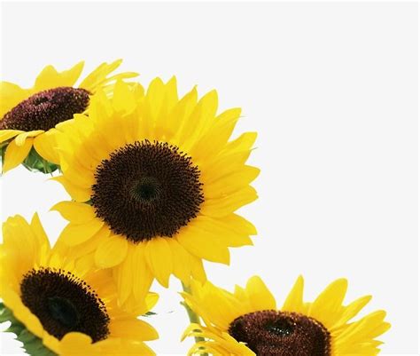 ดอกทานตะวัน Png และ Clipart สวยงาม