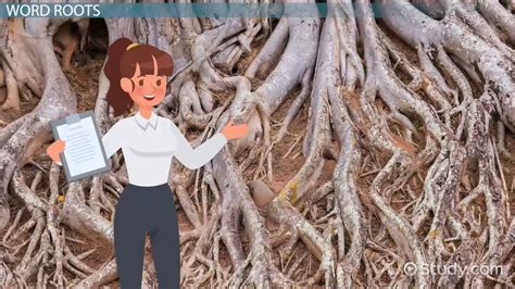 Root Words Definition Affixes Examples Lesson Study Com