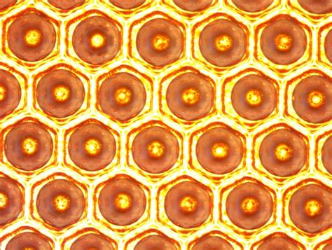 Microwell Arrays Cell Separations Liquid Handling