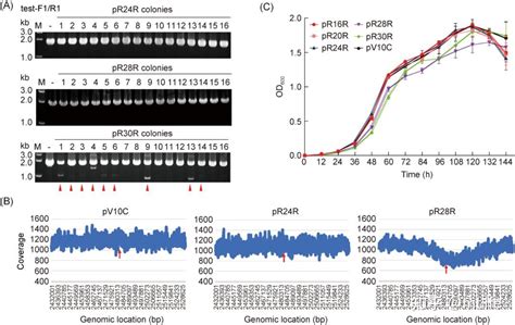 Mlife 驾驭crispr Cas新策略：通过改变spacer长度同时实现基因组编辑与基因表达调控 知乎
