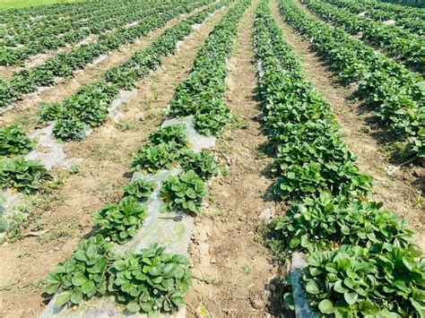 မန့်ဟီးရိုးမြို့တွင် ဒေသစိုက်ပျိုးသီးနှံအပြင် စတော်ဘယ်ရီပင်ကို တနိုင်တပိုင် စတင်စိုက်ပျိုးလာ