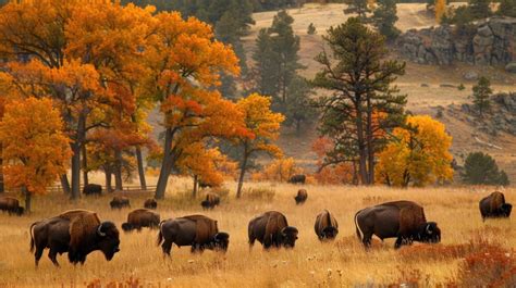 Black Hills Bison Herd In Fall At Custer State Park A Majestic Scene Of