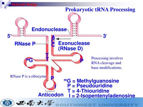 Ppt O1 Rrna Processing And Ribosomes O2 Trna Processing Rnase P And