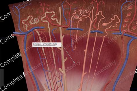 Outer Zone Of Renal Medulla Complete Anatomy