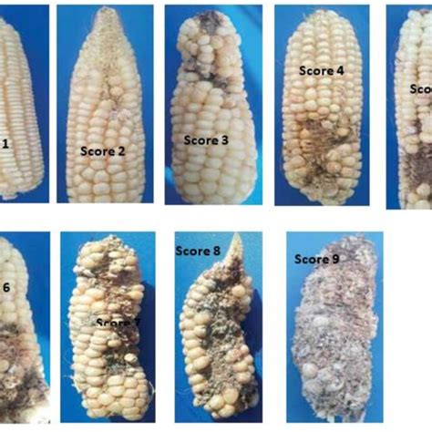 Scale Of Maize Cob Damage By S Frugiperda Download Scientific Diagram
