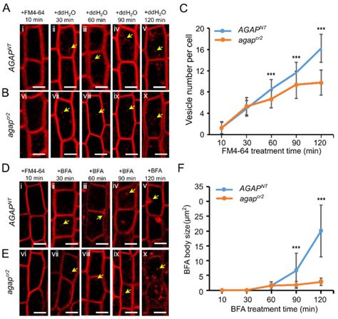 The Coordinated Knr6agaparf1 Complex Modulates Vegetative And