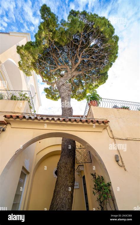 Tree Growing Through Roof Hi Res Stock Photography And Images Alamy