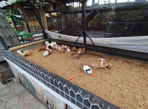 POCO X NFC Bagus Gak Review Kelebihan Dan Kekurangan Include Sample Kamera Elppas Com