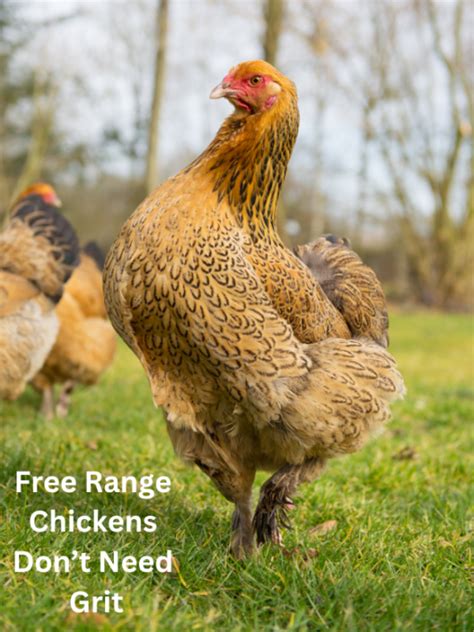 What Is Chicken Grit Anyway Why Chickens Need It Backyard Chicken