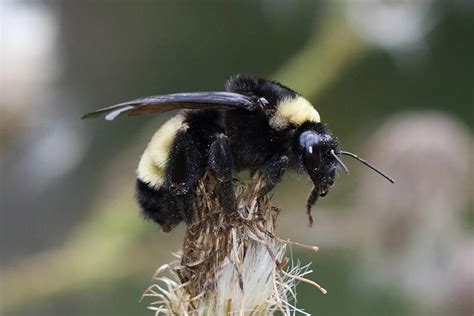 American Bumble Bee