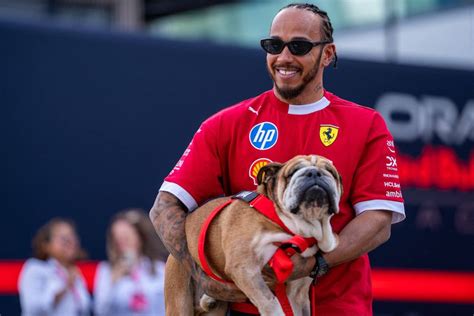 Morreu Roscoe O Famoso Cão De Hamilton Tive De Tomar A Decisão Mais