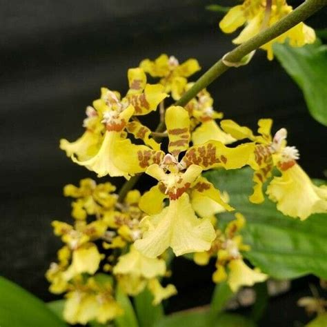 Gomesa Colorata Plant Care And How To Grow Water