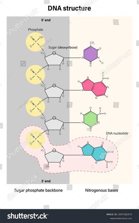 Thymine Nucleotide