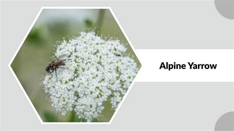 20 Types Of Yarrow Flowers Different Plant Identification With Pictures