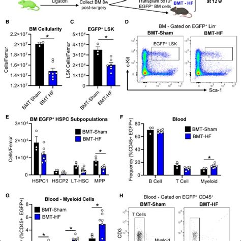 Reduced Engraftment Of Bone Marrow Bm Cd34 Cells From Patients With