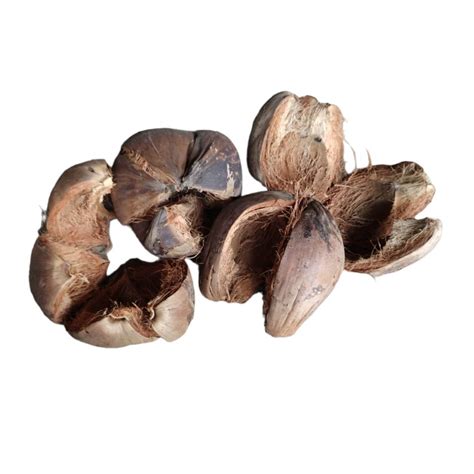 Pick And Click 4pcs Native Coconut Husk For Plants Bunot Ng Niyog