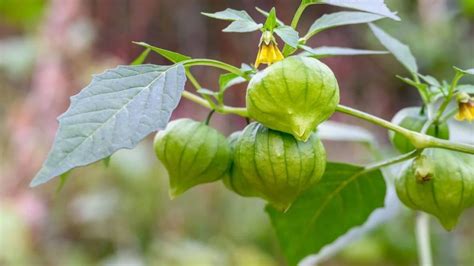 Tomatillo Companion Plants 11 Plants You Can Plant With Tomatillo
