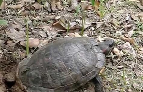 Red Eared Slider Eggs A Complete Beginners Guide