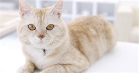 ცხოველები კატა