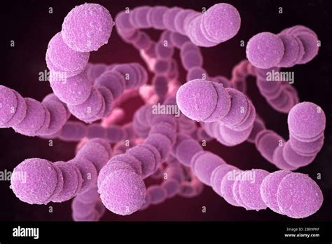 Streptococcus Bacteria Gram Stain