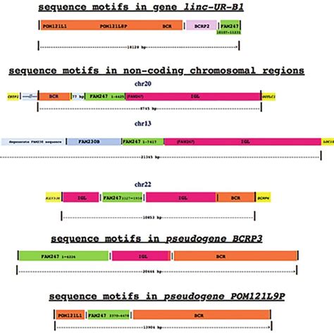 A Diagrammatic Comparison Of Non Coding Chromosomal Loci With