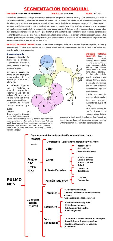 Segmentación Bronquial Resúmenes De Anatomía Docsity