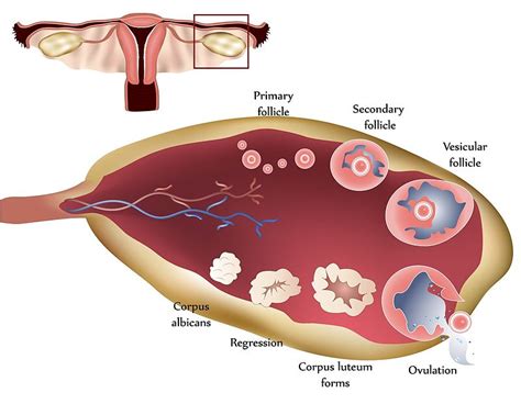 Difference Between Fertile And Ovulation Definition Periods Fertile Window Differences