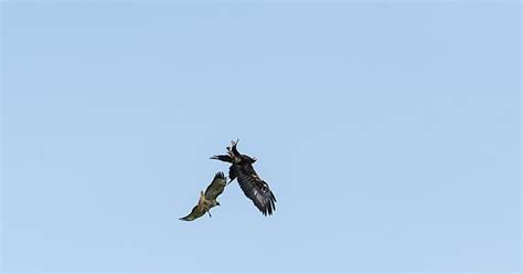 Red Tailed Hawk Attacking Golden Eagle Imgur