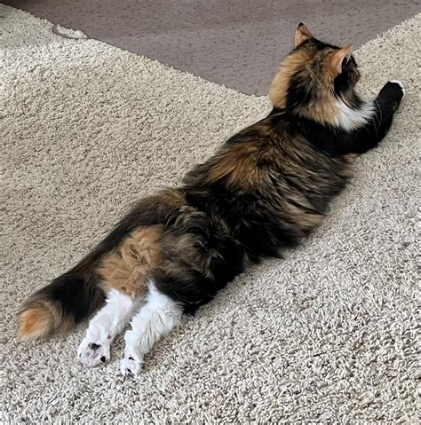 Toodles And Her Two Toned Trousers R Meowsertrousers