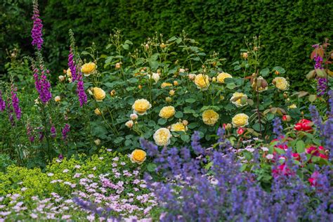 How To Plant A Rose Border