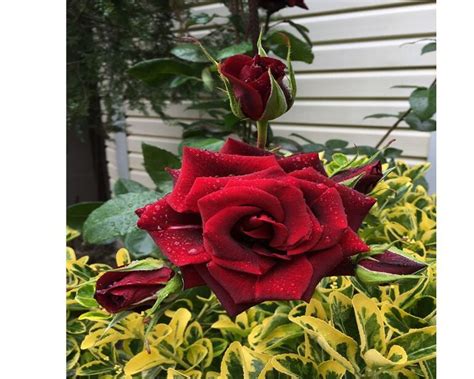 Сайт мини отеля Южная Дача