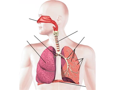 Respiratory System Labeling Interactive Quiz Respiratory System