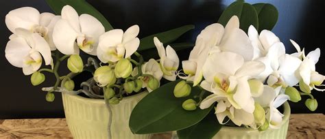 Wolf Camper Wolf Camper Added A New Photo