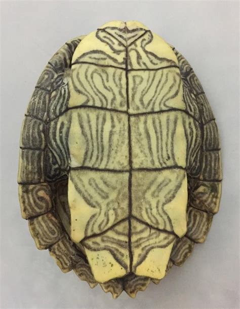 Map Turtle Shell