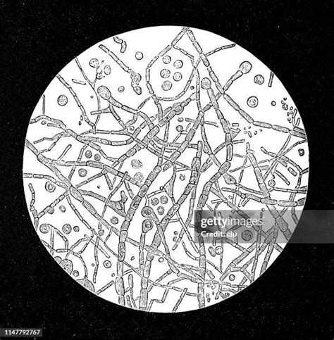 Decomposing Bacteria Photos And Premium High Res Pictures Getty Images