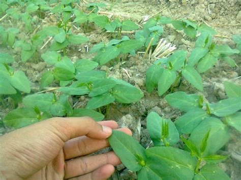 Fiksasi Nitrogen Oleh Bakteri Rhizobium Leguminosarum Tips Petani