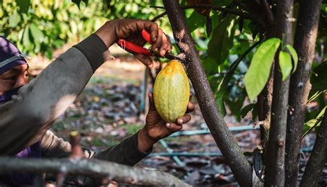Premium Photo The Hands Of A Cocoa Farmer Use Pruning Shears To Cut The Cocoa Pods From The