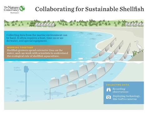 Restorative Aquaculture Can Farming Shellfish And Seaweed Provide