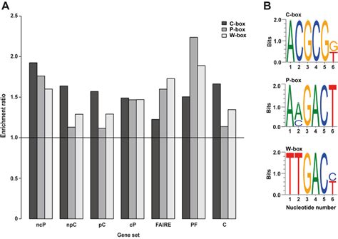 Revised Consensus Dna Sequence Motifs A Enrichment Ratio Of Dna Download Scientific Revised Consensus Dna Sequence Motifs A Enrichment Ratio Of Dna Download Scientific