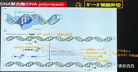 生化——dna的复制及损伤修复整理 知乎