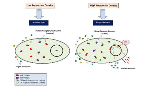 The Quorum Sensing In The Bacterial Population Based On Qs In Download Scientific Diagram