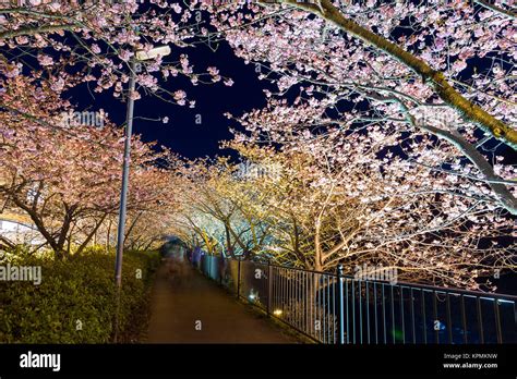 Cherry Blossoms City Street Night Japan High Resolution Stock