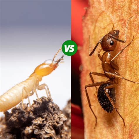 Difference Between Carpenter Ants And Termites