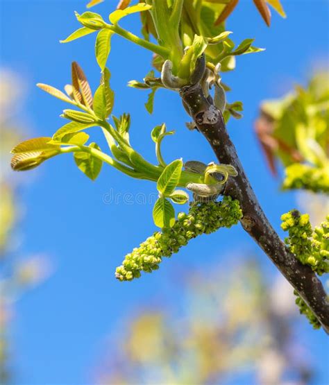 Opening Buds For Nuts In Spring Close Up Stock Image Image Of Outdoors Twig