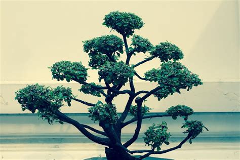 How Are Large Bonsai Trees Cared For Global Gardening Secrets