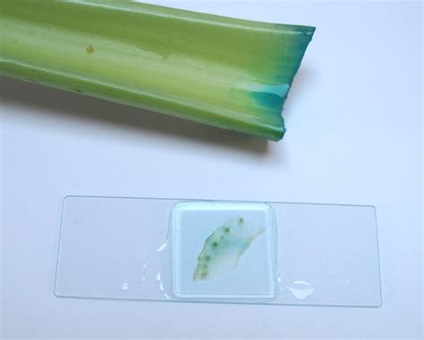 Celery Stem Under Microscope