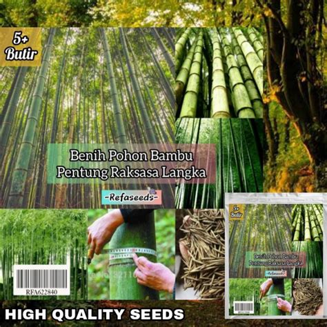 Jual Kemasan 5 Butir Biji Benih Pohon Bambu Pentung China Original