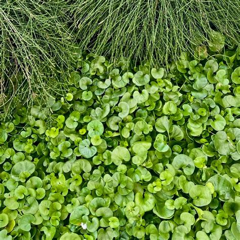 12 Aussie Pool Plants That Love Water Local Botanist
